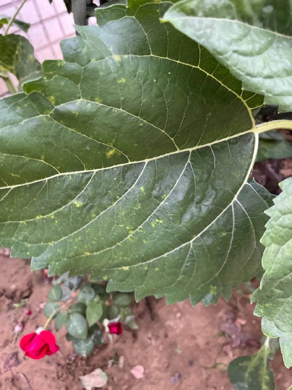 How to Treat Leaf spot Disease on Common sunflower?
