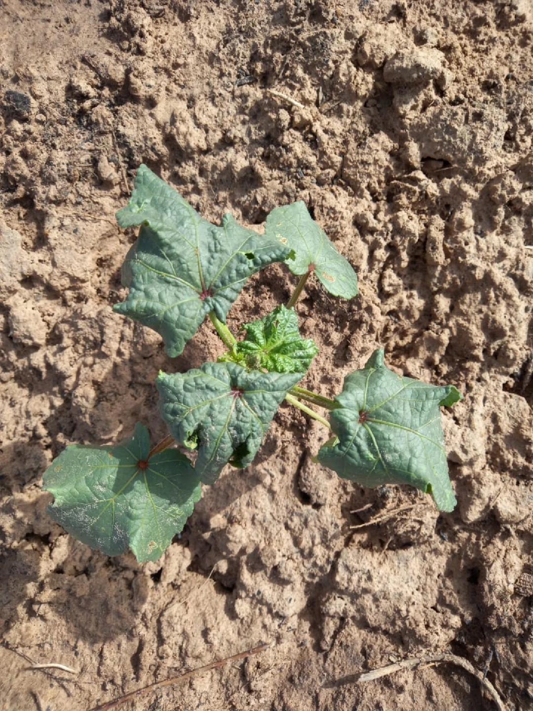 How to Treat Wilting Disease on Okra?