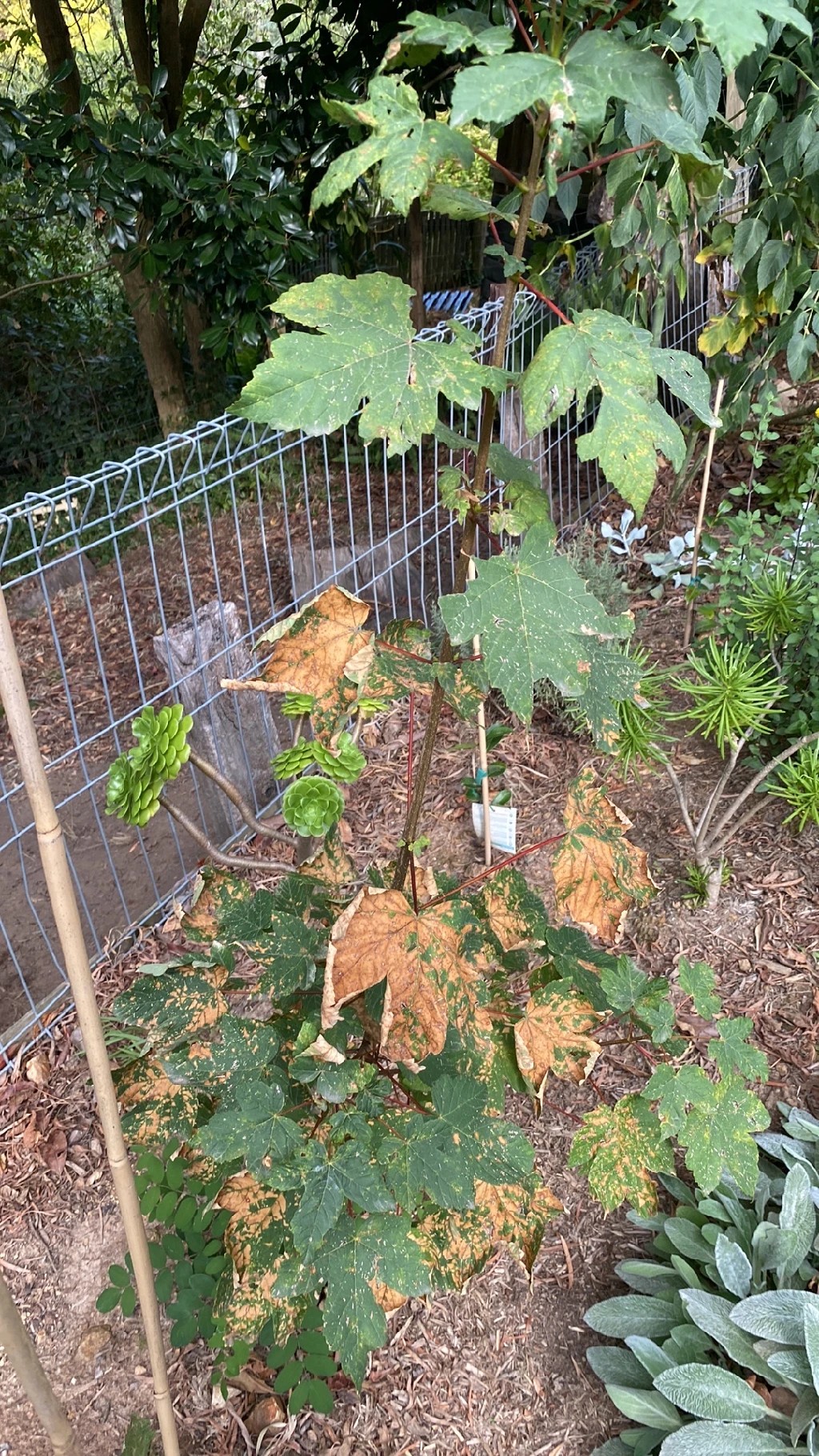 How to Treat Brown blotch Disease on Norway maple?