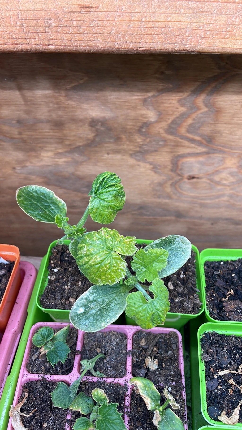 How to Treat Powdery mildew Disease on Butternut squash?