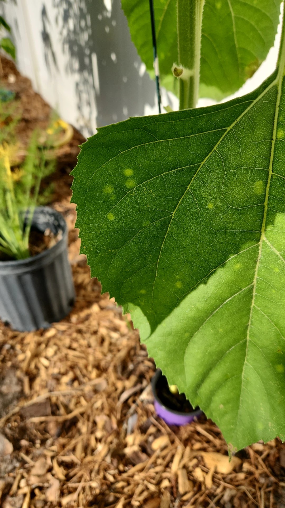How to Treat Leaf spot Disease on Common sunflower?