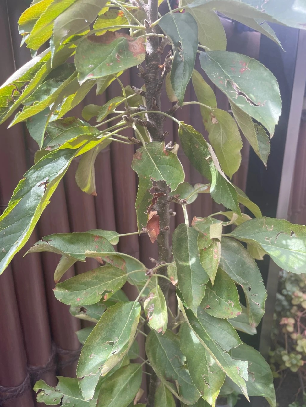 How to Treat Caterpillars Disease on Apple?