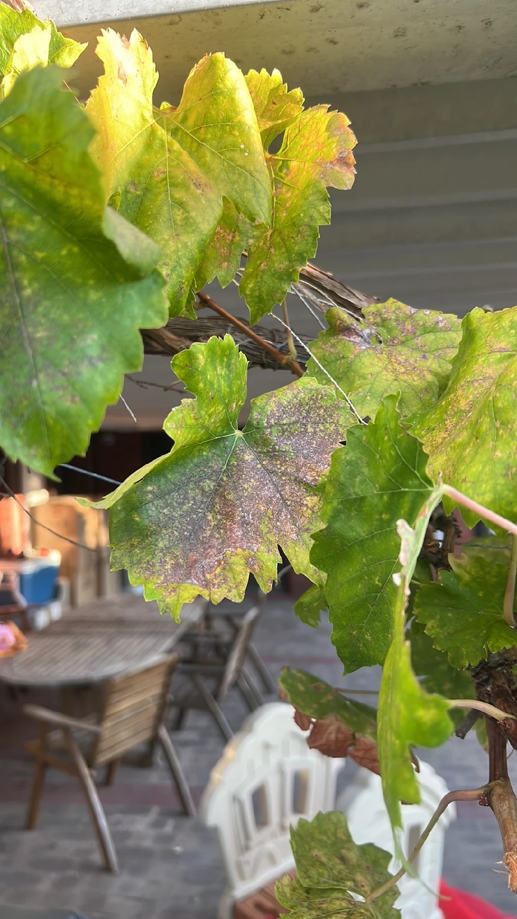 How to Treat Wilting Disease on Wine grape?