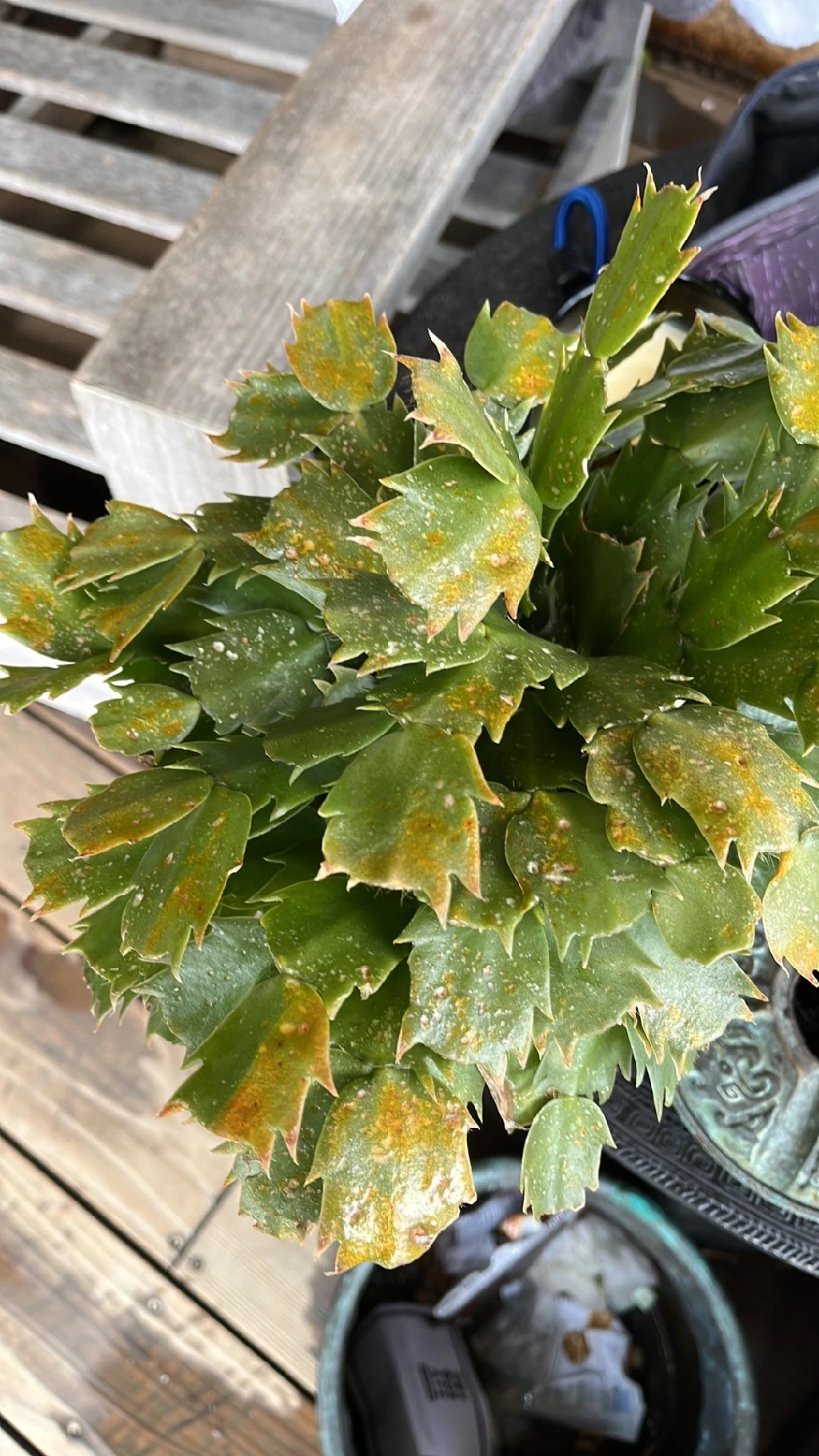 How to Treat Leaf mites Disease on False christmas cactus?