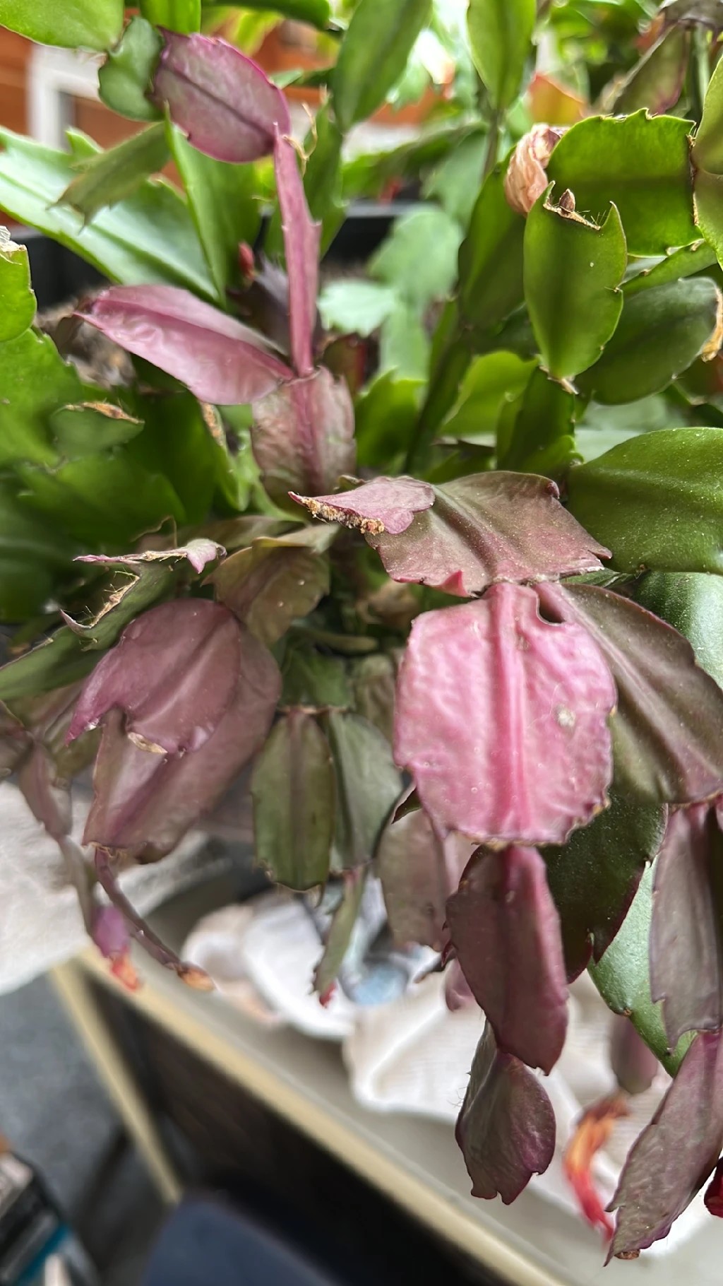 How to Treat Leaf mites Disease on False christmas cactus?