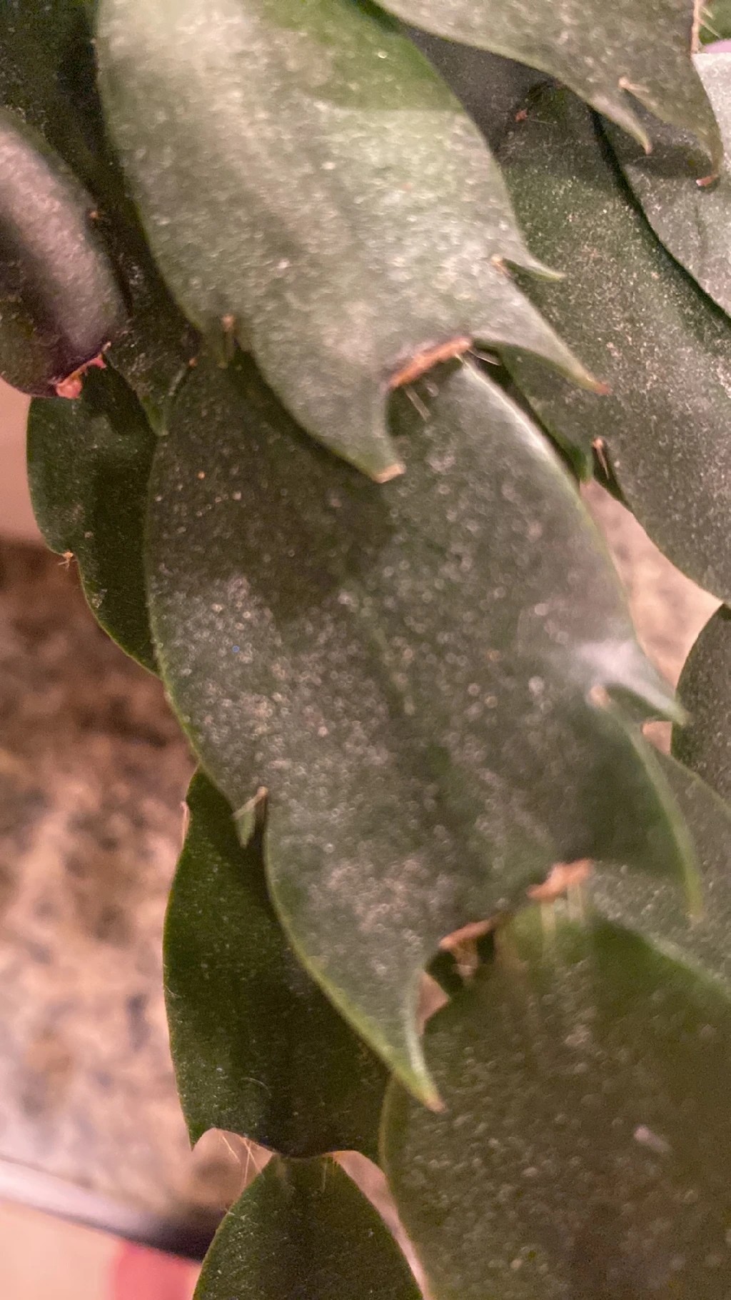 How to Treat Leaf mites Disease on False christmas cactus?