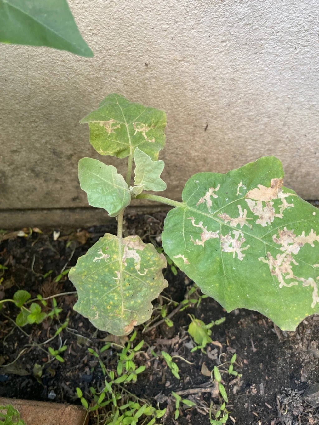 How to Treat Leaf miners Disease on Eggplant?