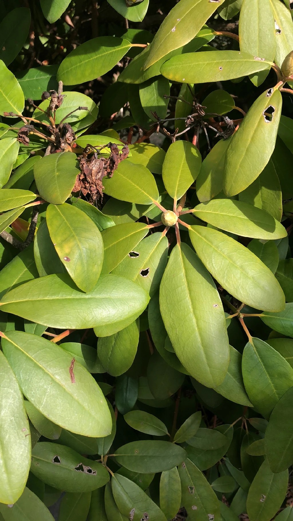How to Treat Leaf weevils Disease on Great laurel?
