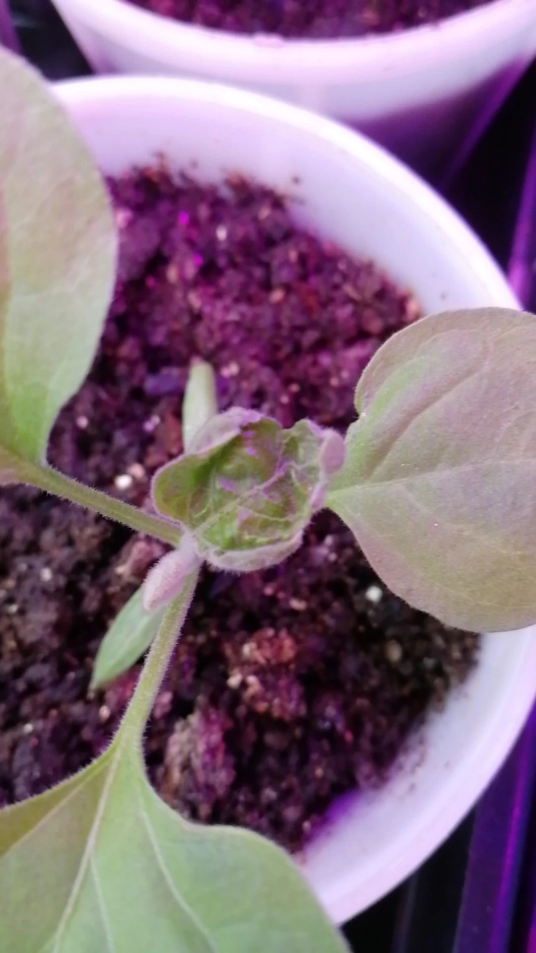 How to Treat Leaf miners Disease on Eggplant?