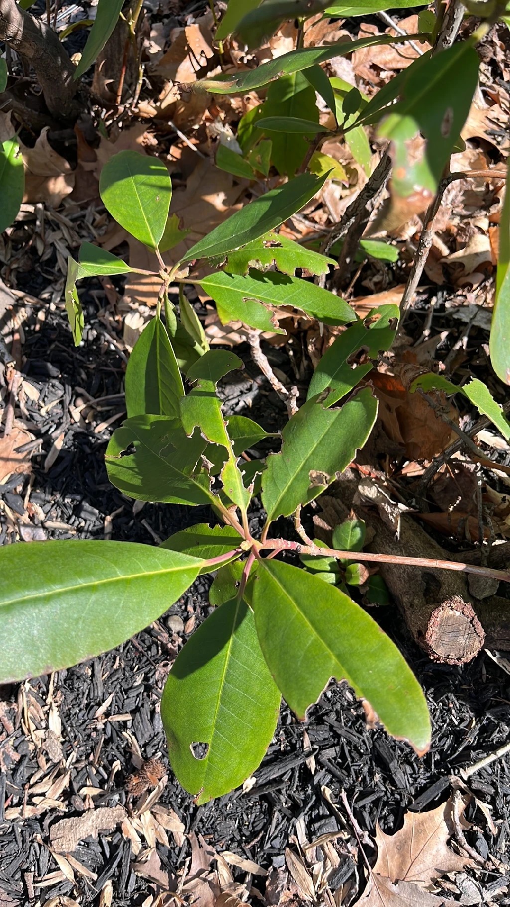 How to Treat Leaf weevils Disease on Great laurel?
