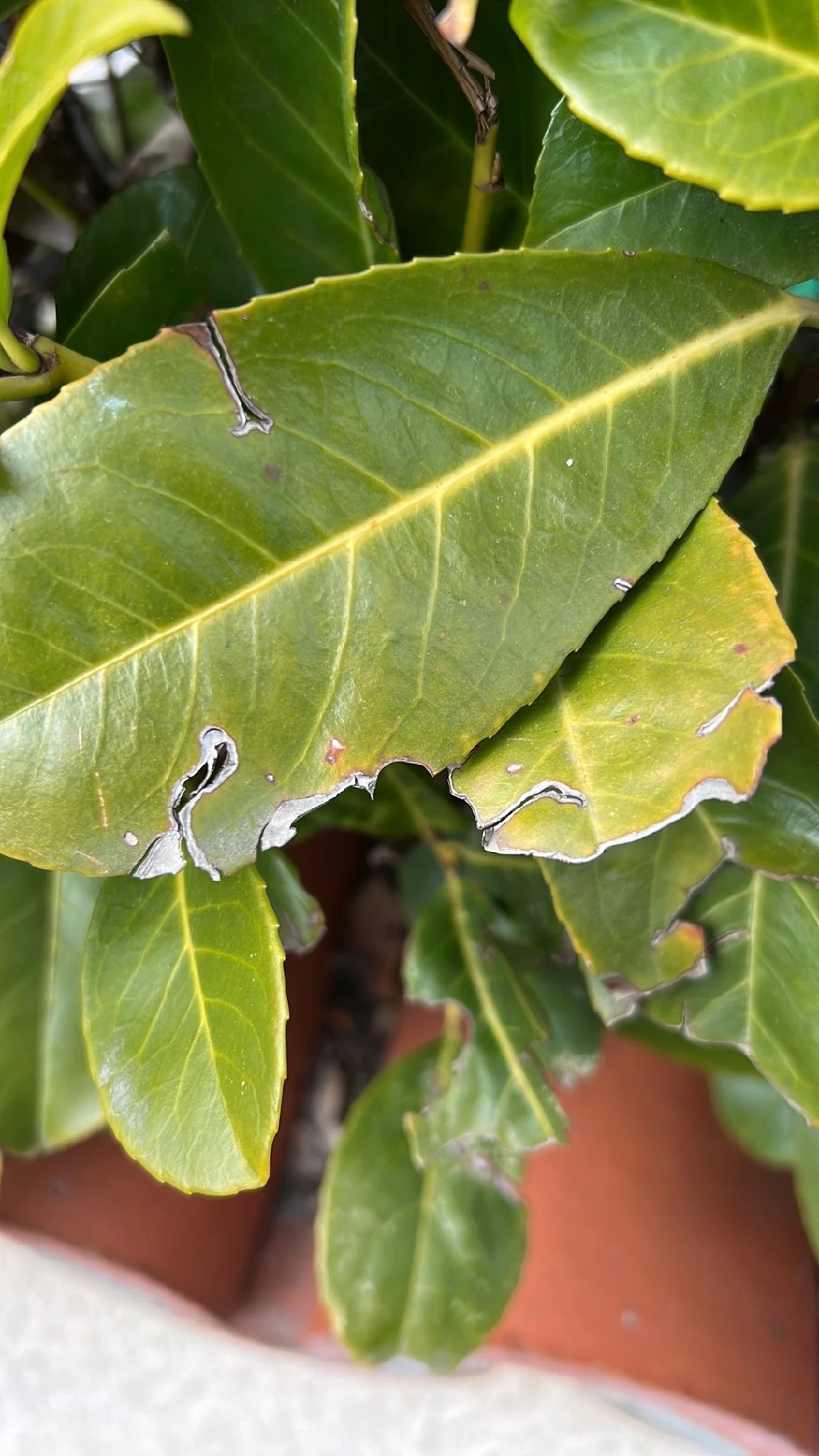 How to Treat Leaf weevils Disease on Cherry laurel?
