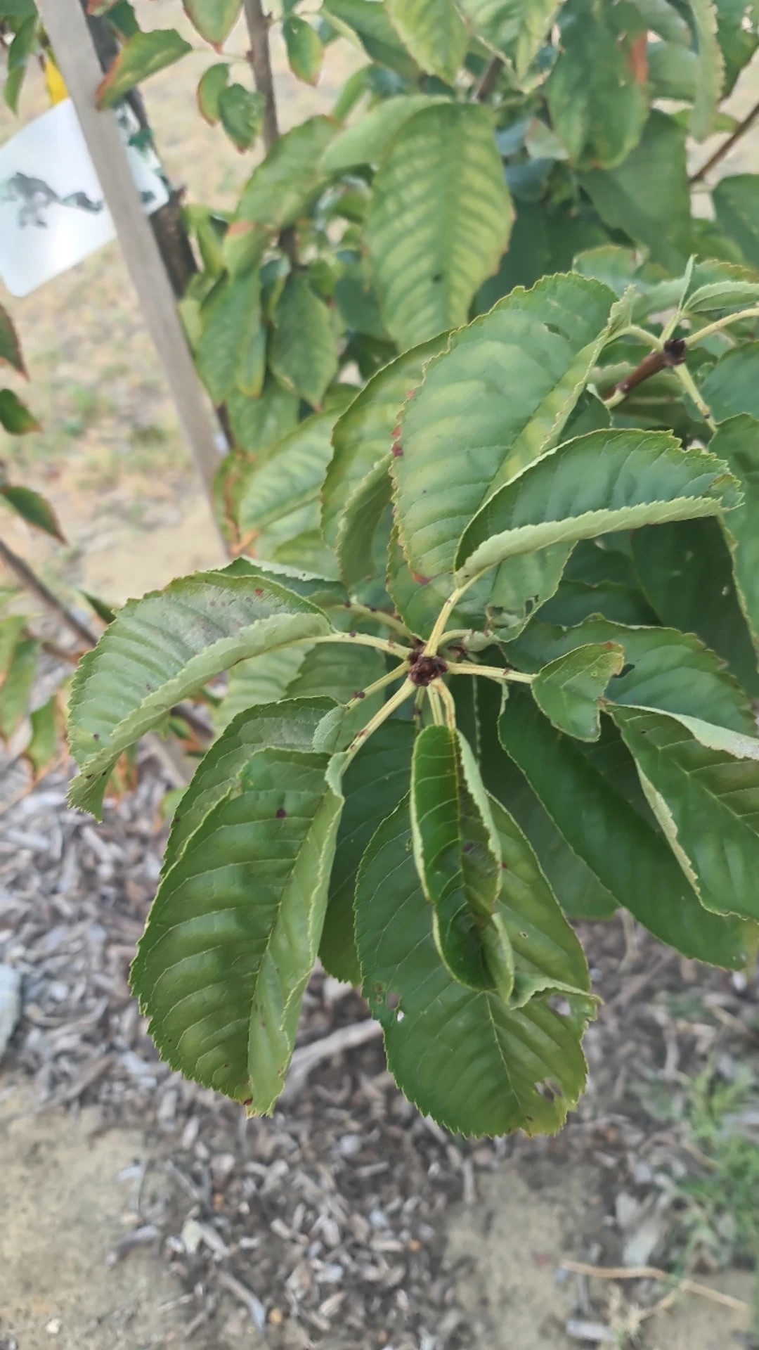 How to Treat Shot hole disease Disease on Sweet cherry?