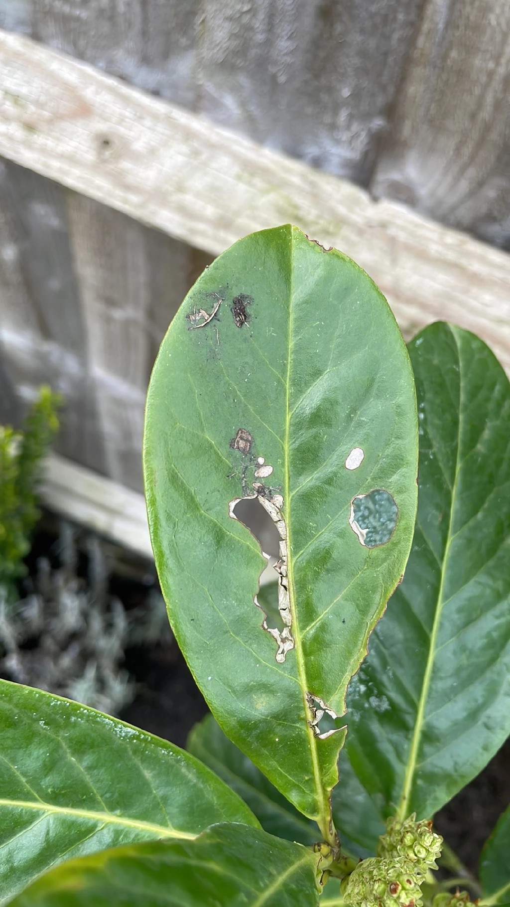 How to Treat Leaf weevils Disease on Cherry laurel?