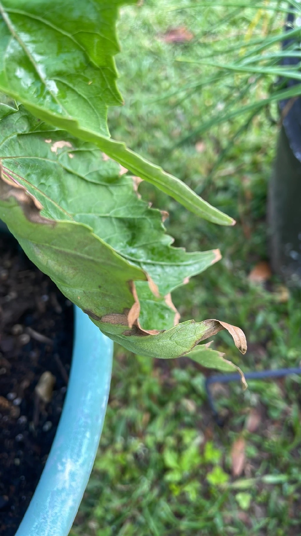 How to Treat Brown blotch Disease on Swamp rose mallow?