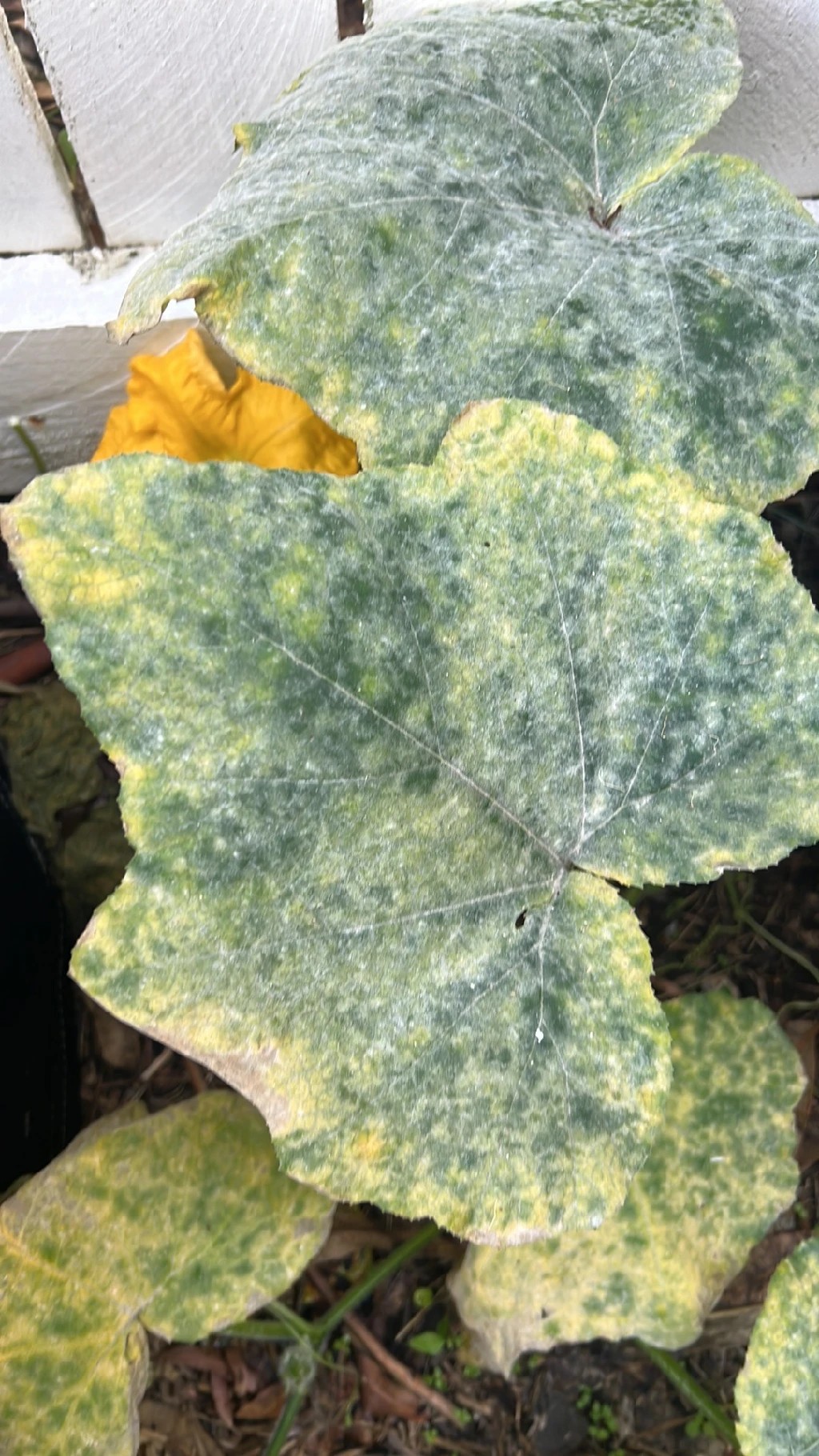 How to Treat Powdery mildew Disease on Butternut squash?