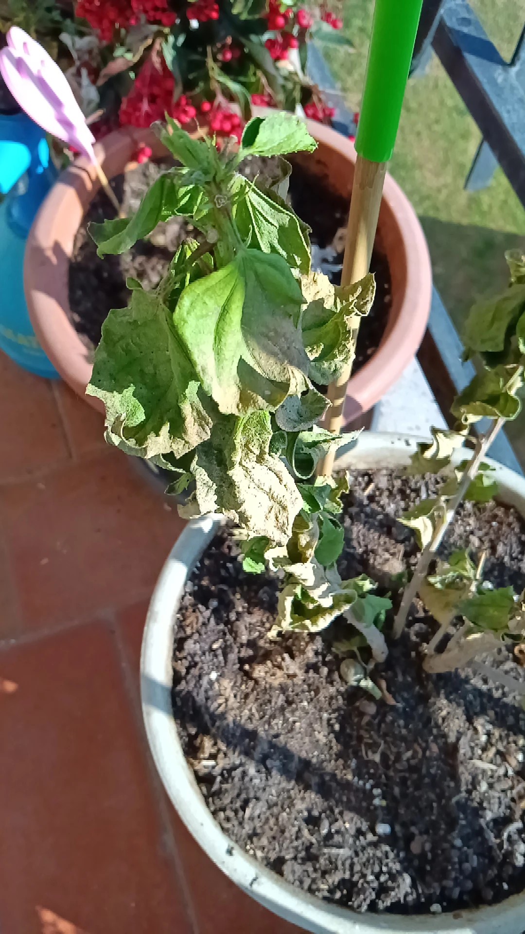 Manjericao Murcha Fusarium