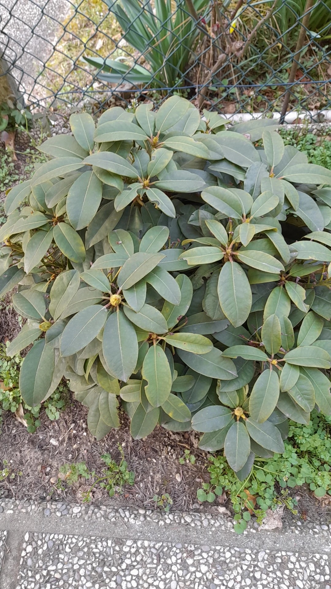 How to Treat Leaf weevils Disease on Great laurel?