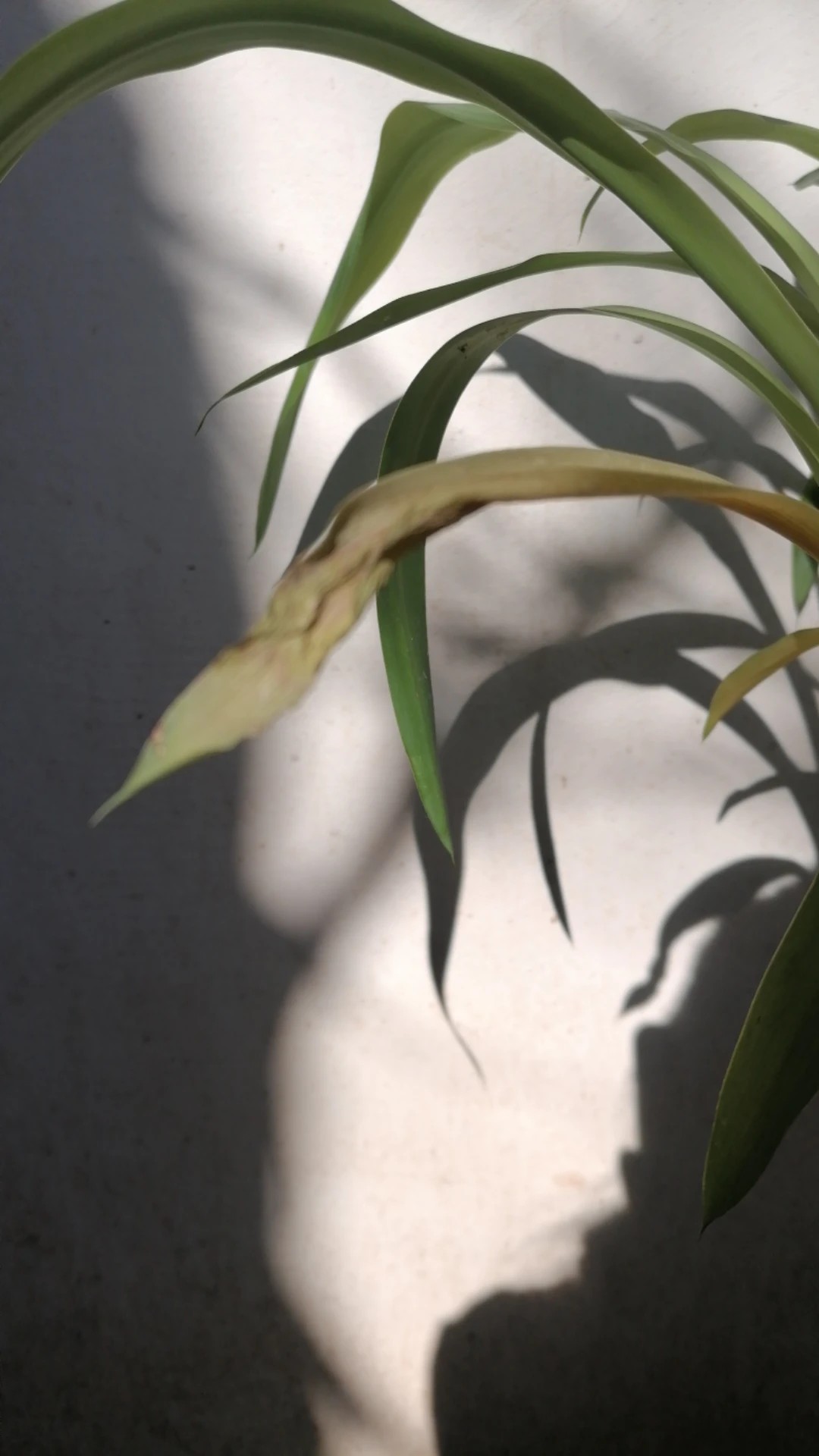 How to Treat Leaf rot Disease on Spineless yucca?