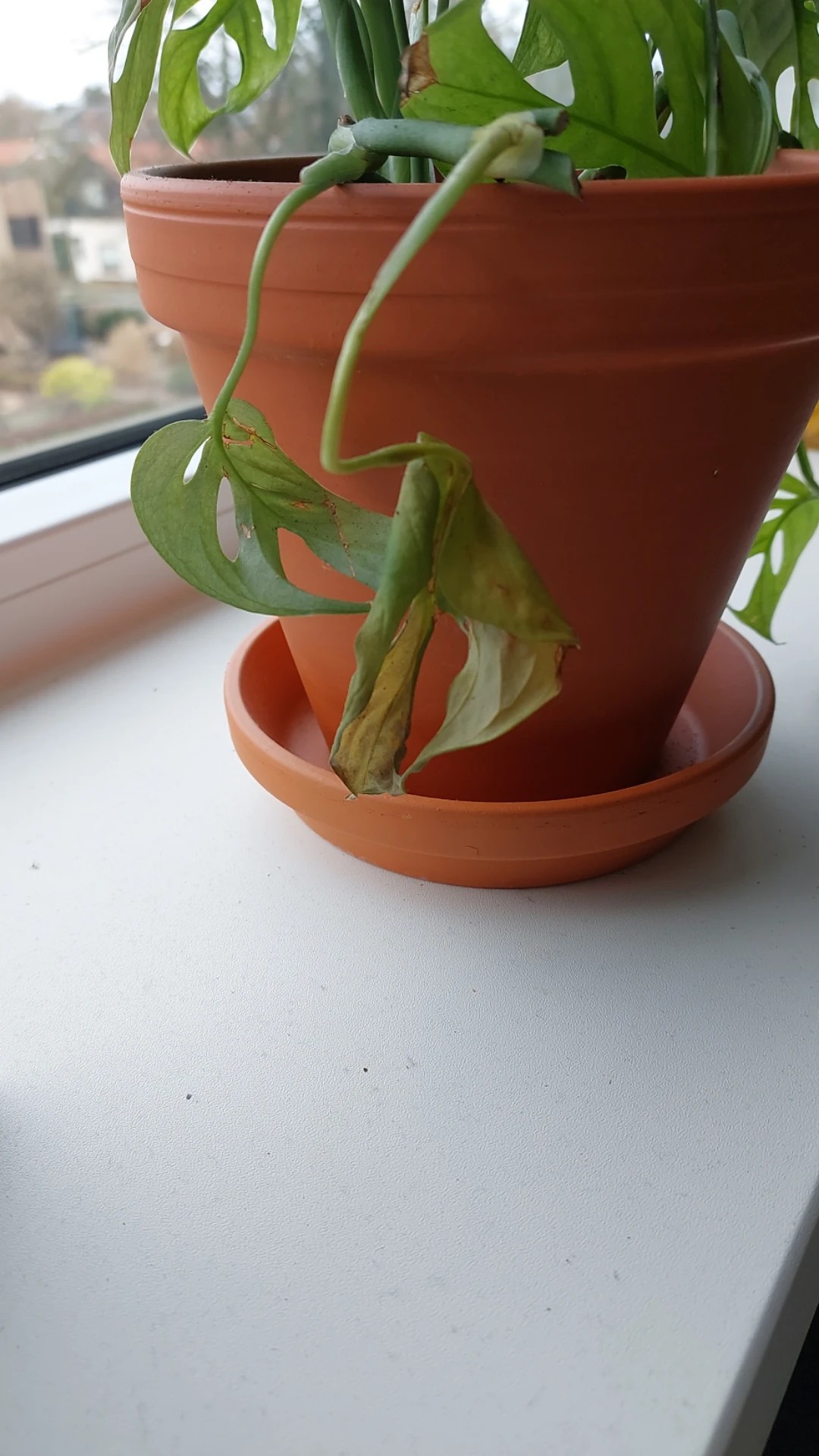 How to Treat Wilting Disease on Monstera obliqua?