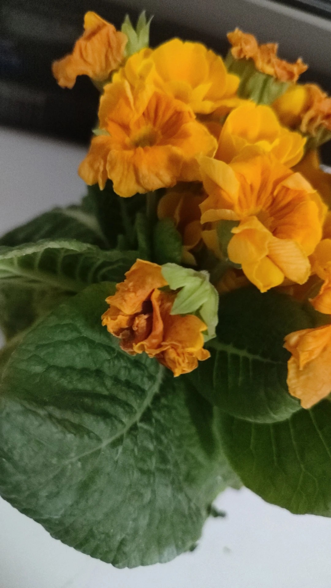 How to Treat flower wilting Disease on Common primrose?