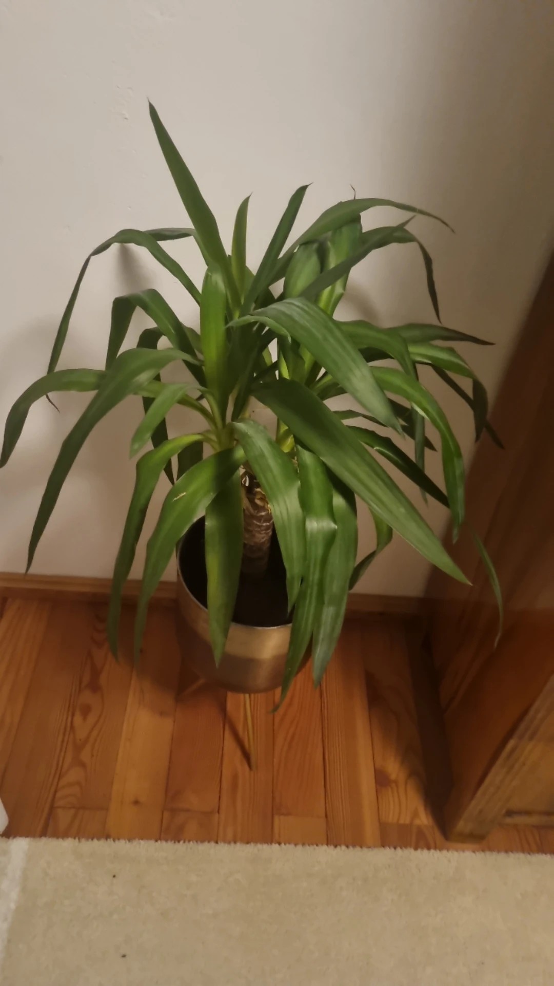 How to Treat Leaf rot Disease on Spineless yucca?