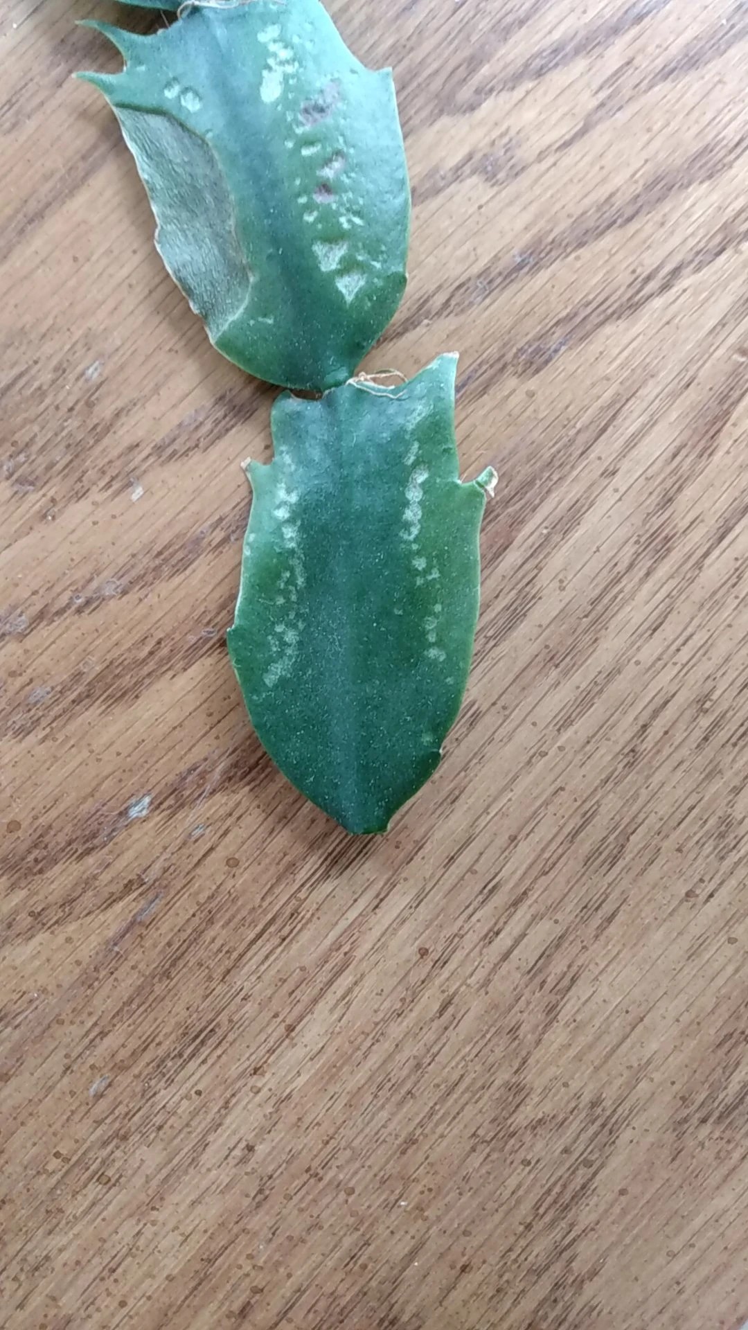 How to Treat Thrips Disease on False christmas cactus?