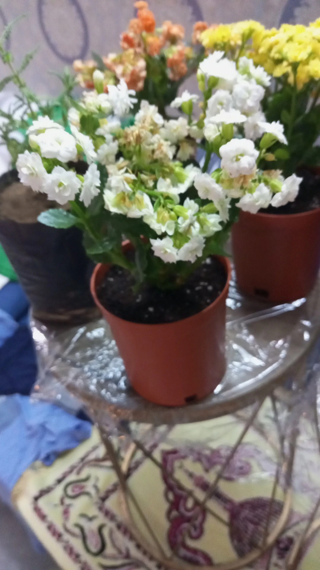 How to Treat flower wilting Disease on Florist kalanchoe?