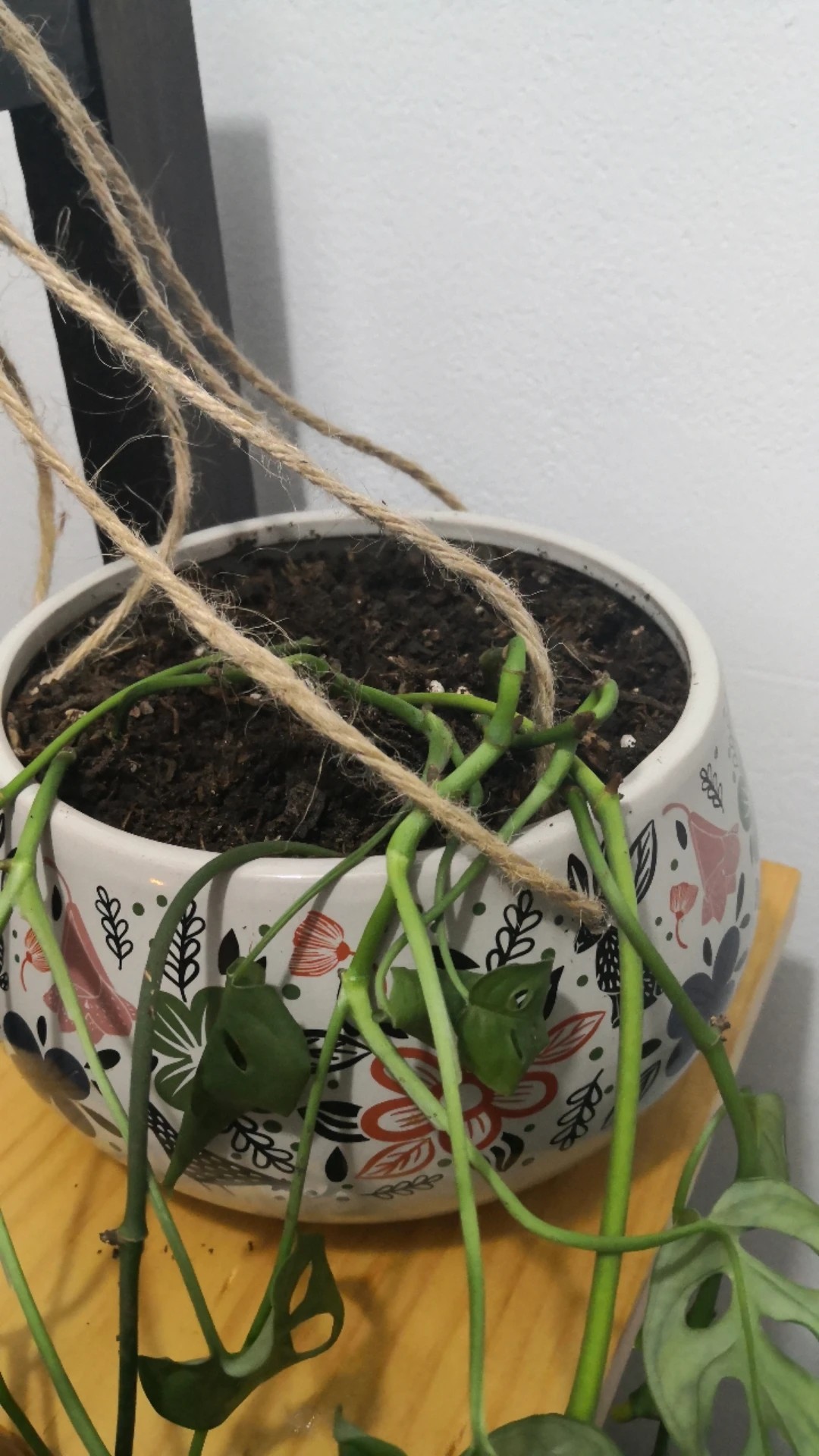 How to Treat Wilting Disease on Monstera obliqua?
