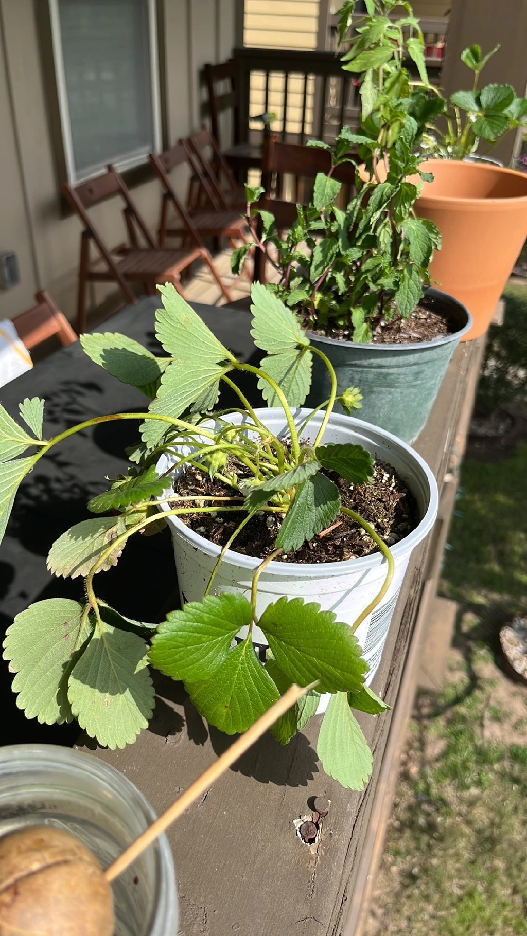 How to Treat Wilting Disease on Woodland strawberry?