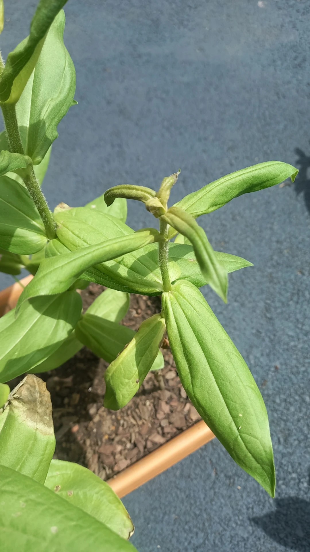 How to Treat Leaf rot Disease on Common zinnia?
