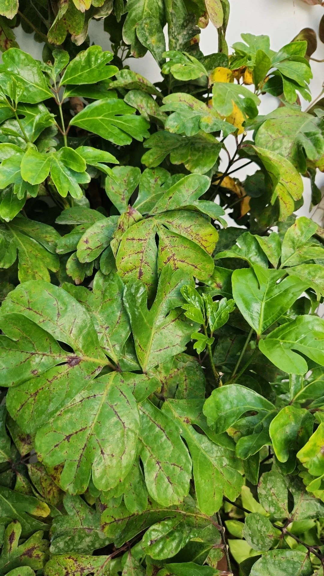 How to Treat Brown blotch Disease on Geranium aralia?