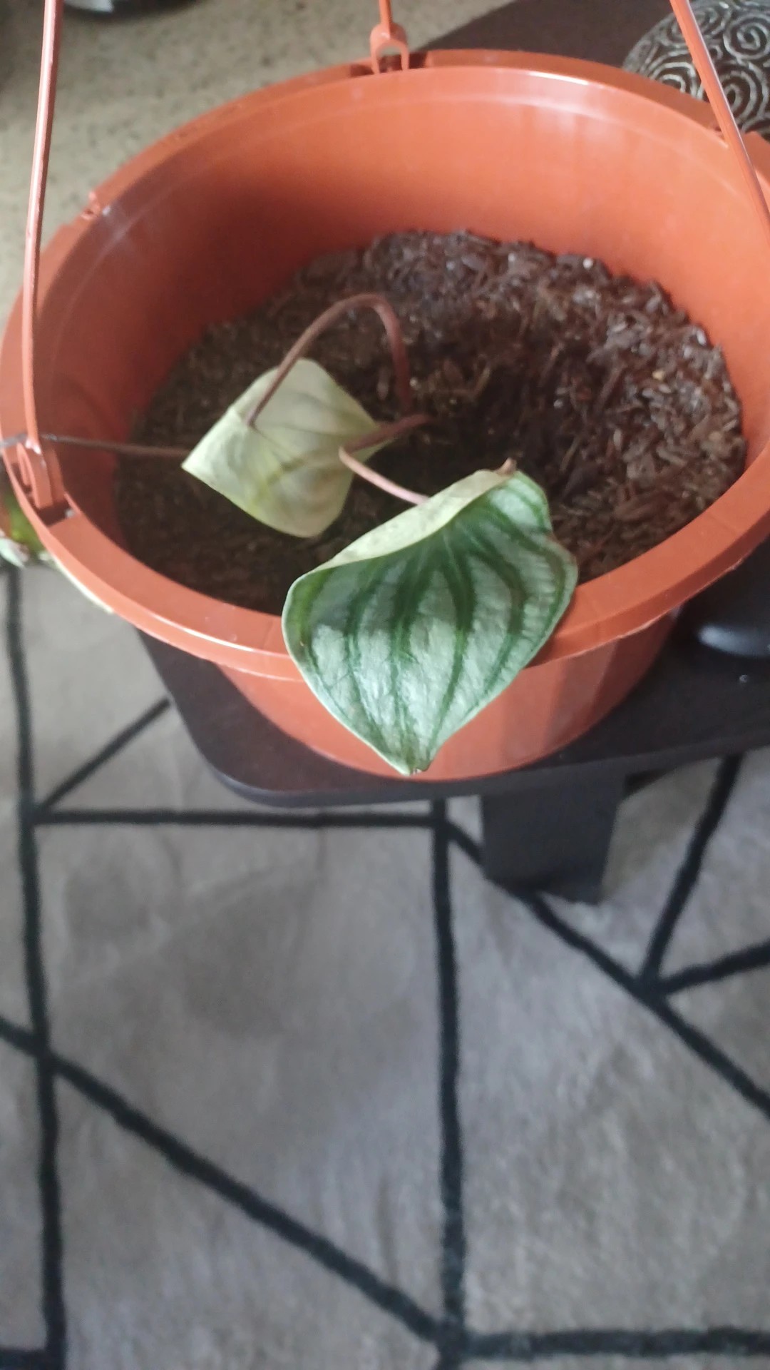 How to Treat Wilting Disease on Watermelon peperomia?