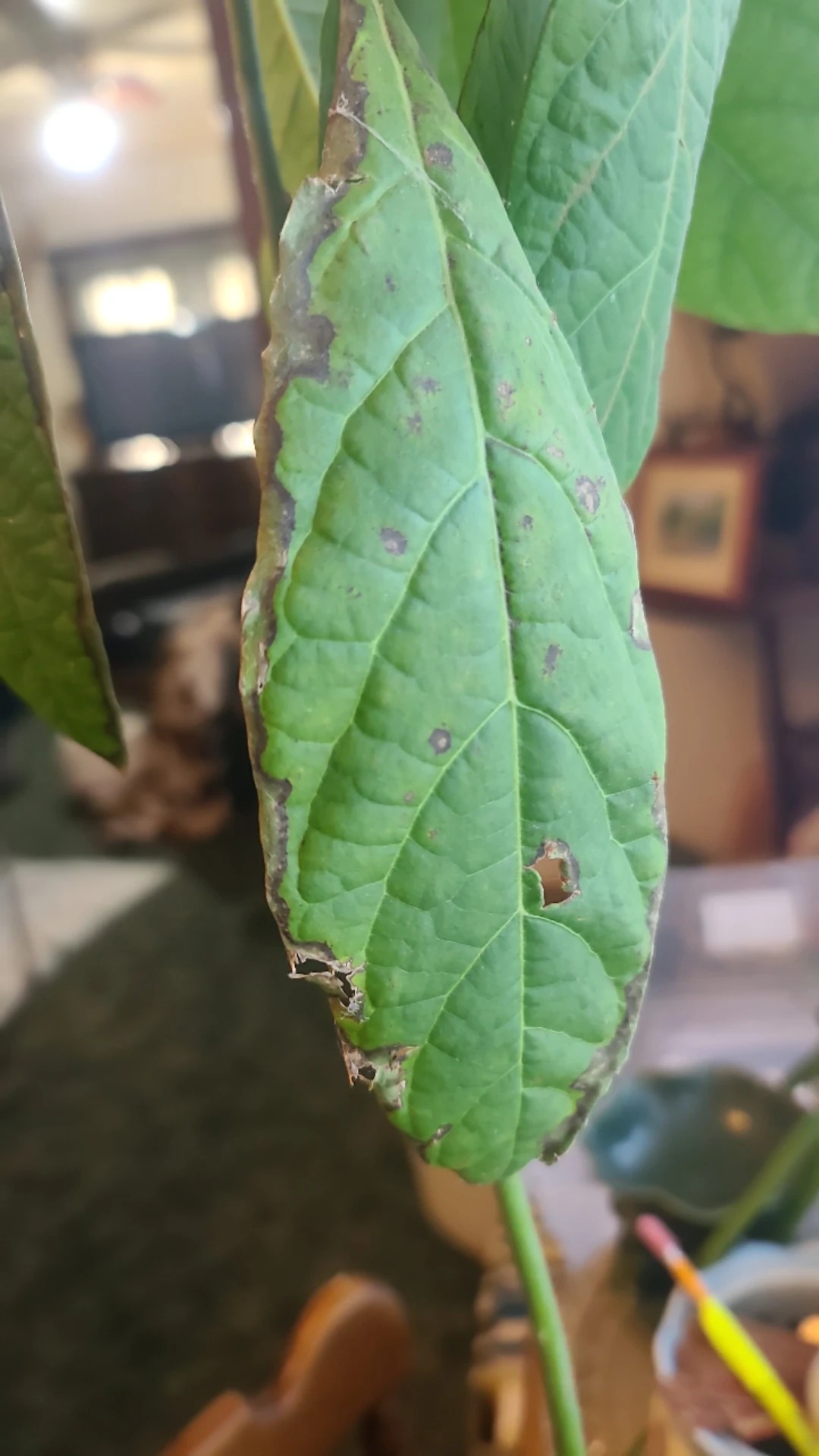 How to Treat Leaf rot Disease on Avocado?