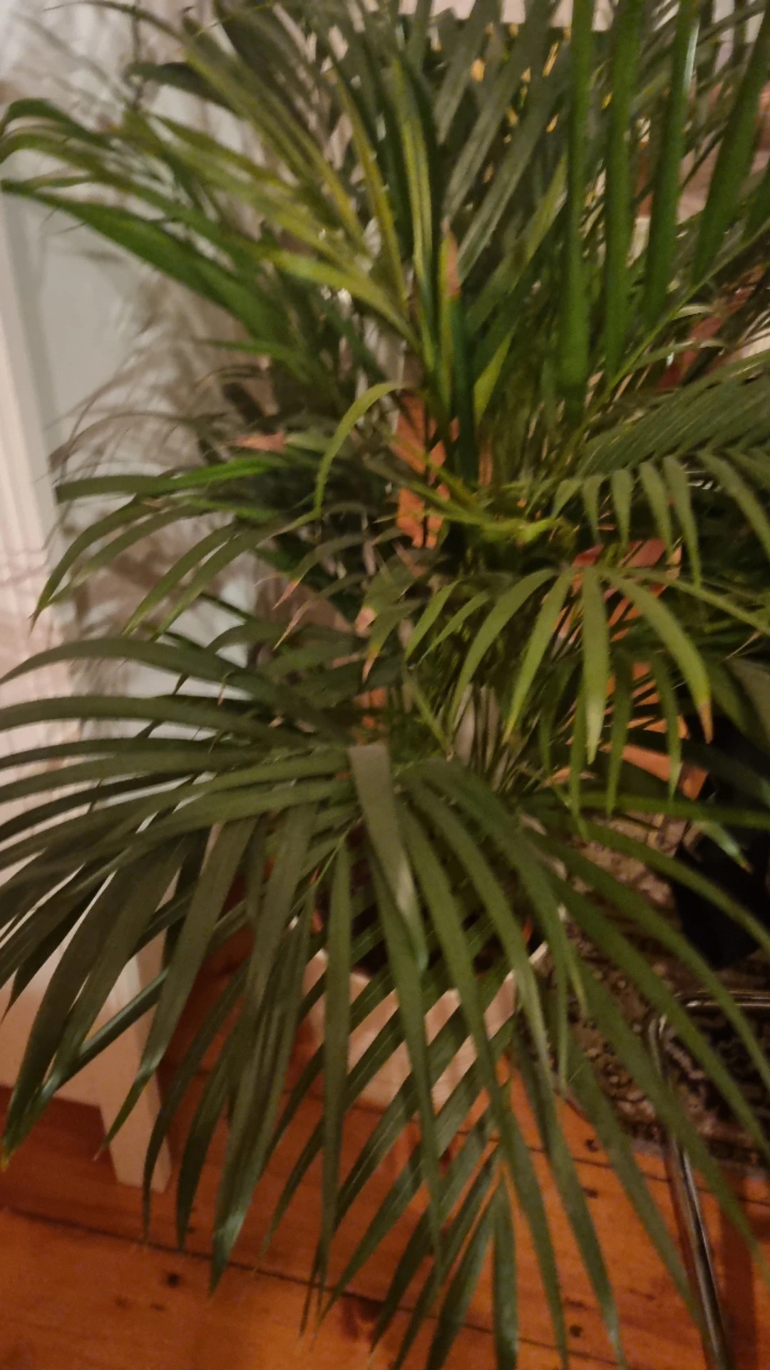 How to Treat Leaf blight Disease on Cat palm?