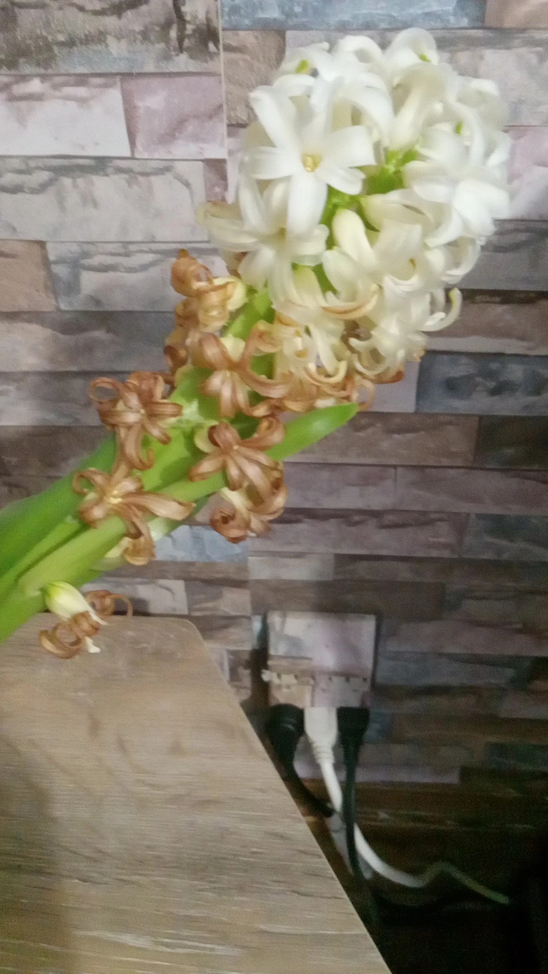 How to Treat flower wilting Disease on Common hyacinth?