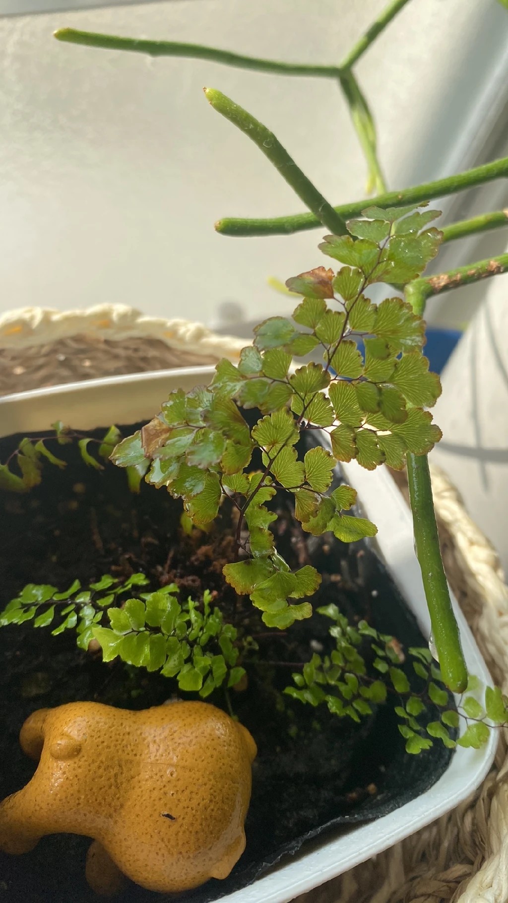 How to Treat Leaf rot Disease on Southern maidenhair fern?