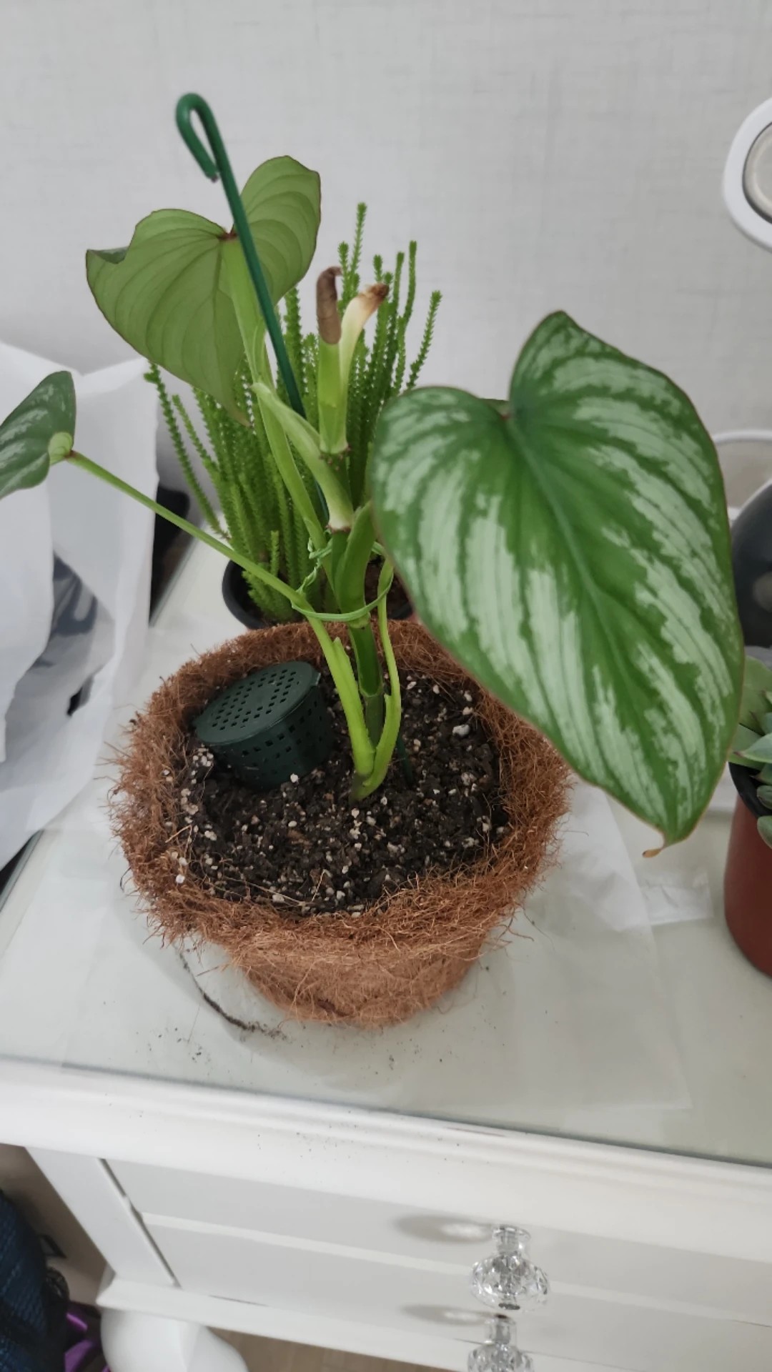 ¿Cómo tratar la enfermedad Mancha marrón en Potus plateado?