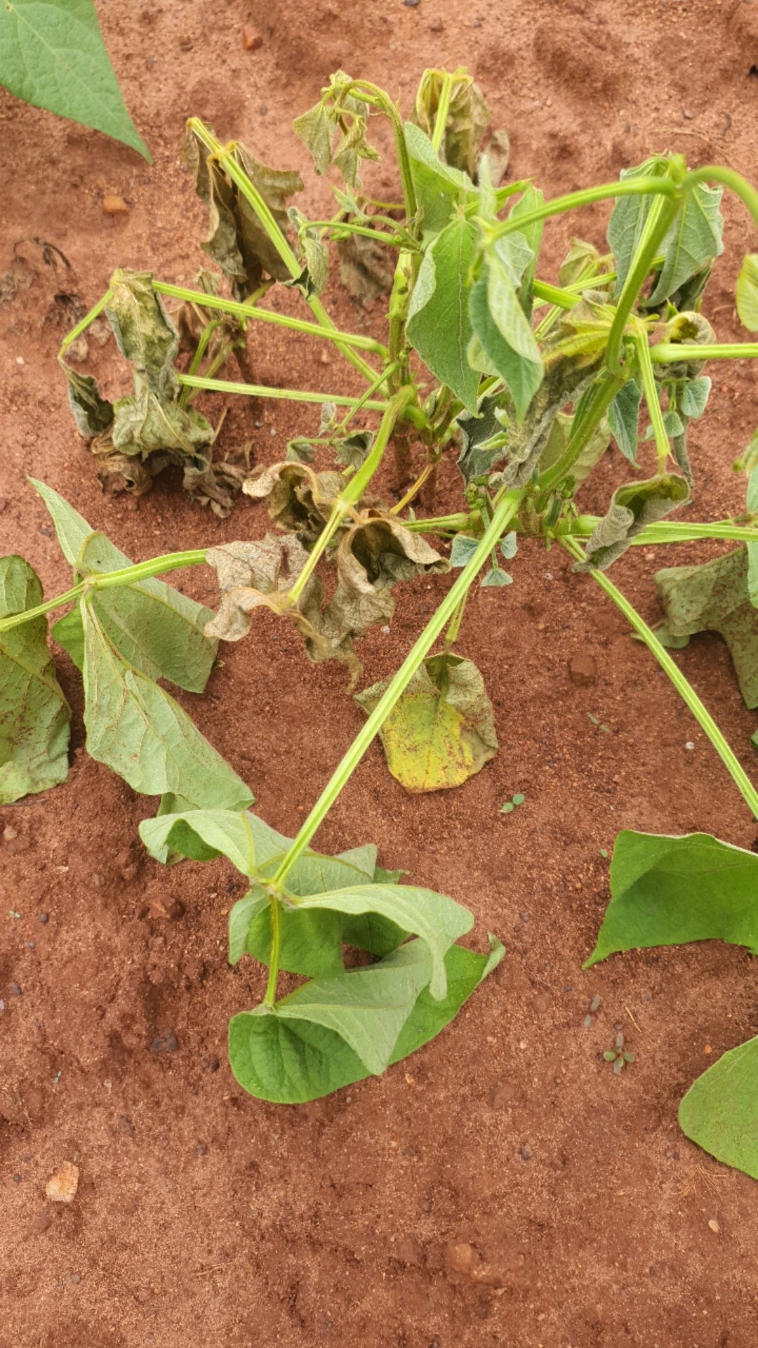 How to Treat Wilting Disease on Common bean?
