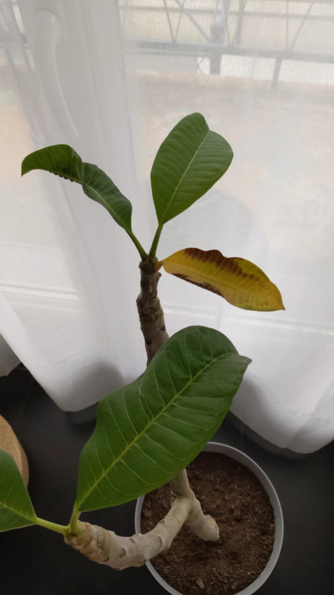 How to Treat Brown blotch Disease on Red frangipani?