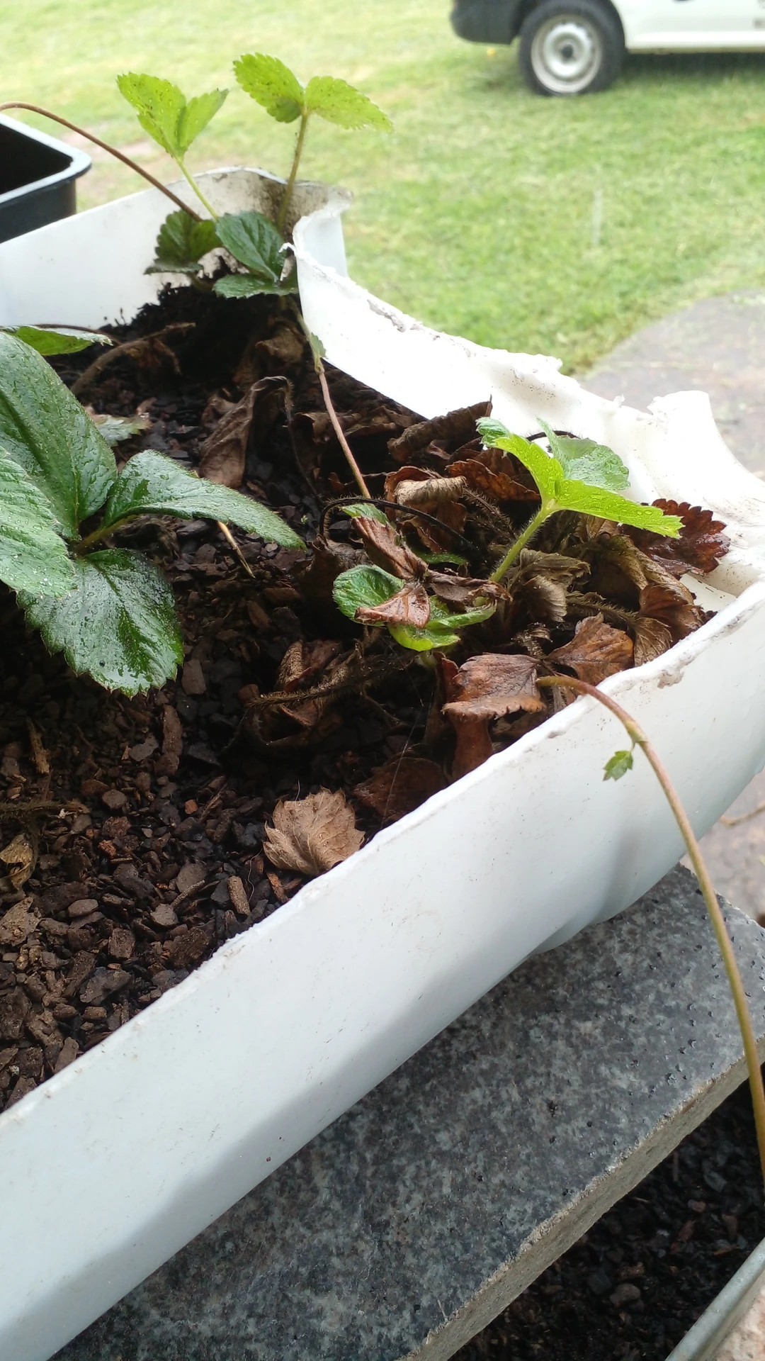 How to Treat Leaf rot Disease on Strawberry?