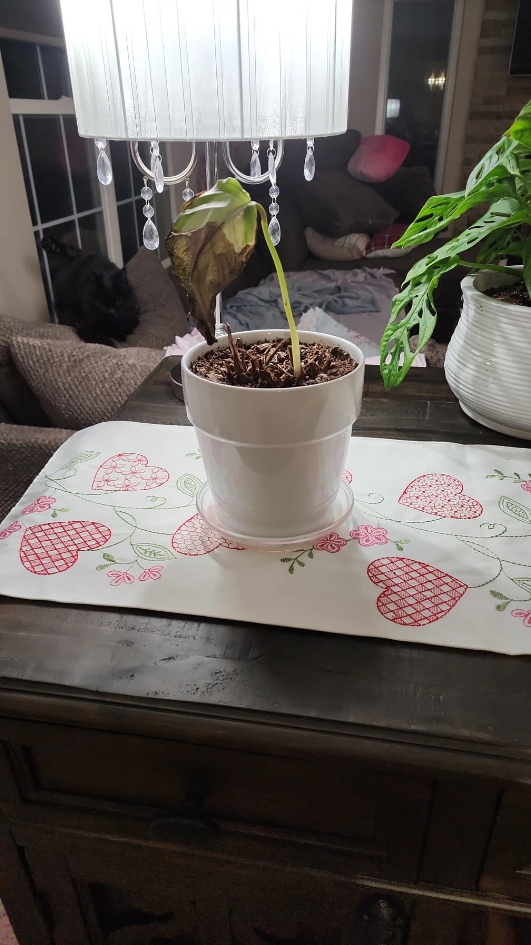How to Treat Leaf rot Disease on Monstera obliqua?