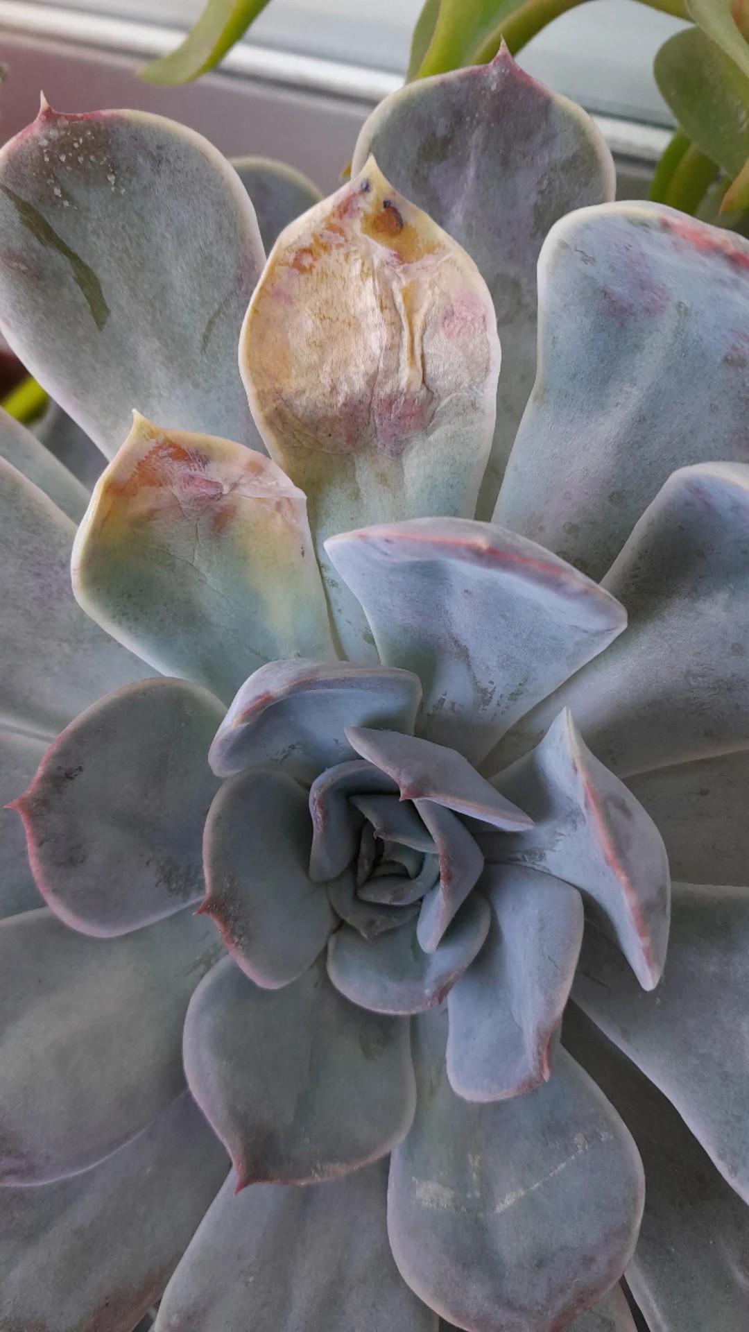 How to Treat Brown blotch Disease on Ghost echeveria?