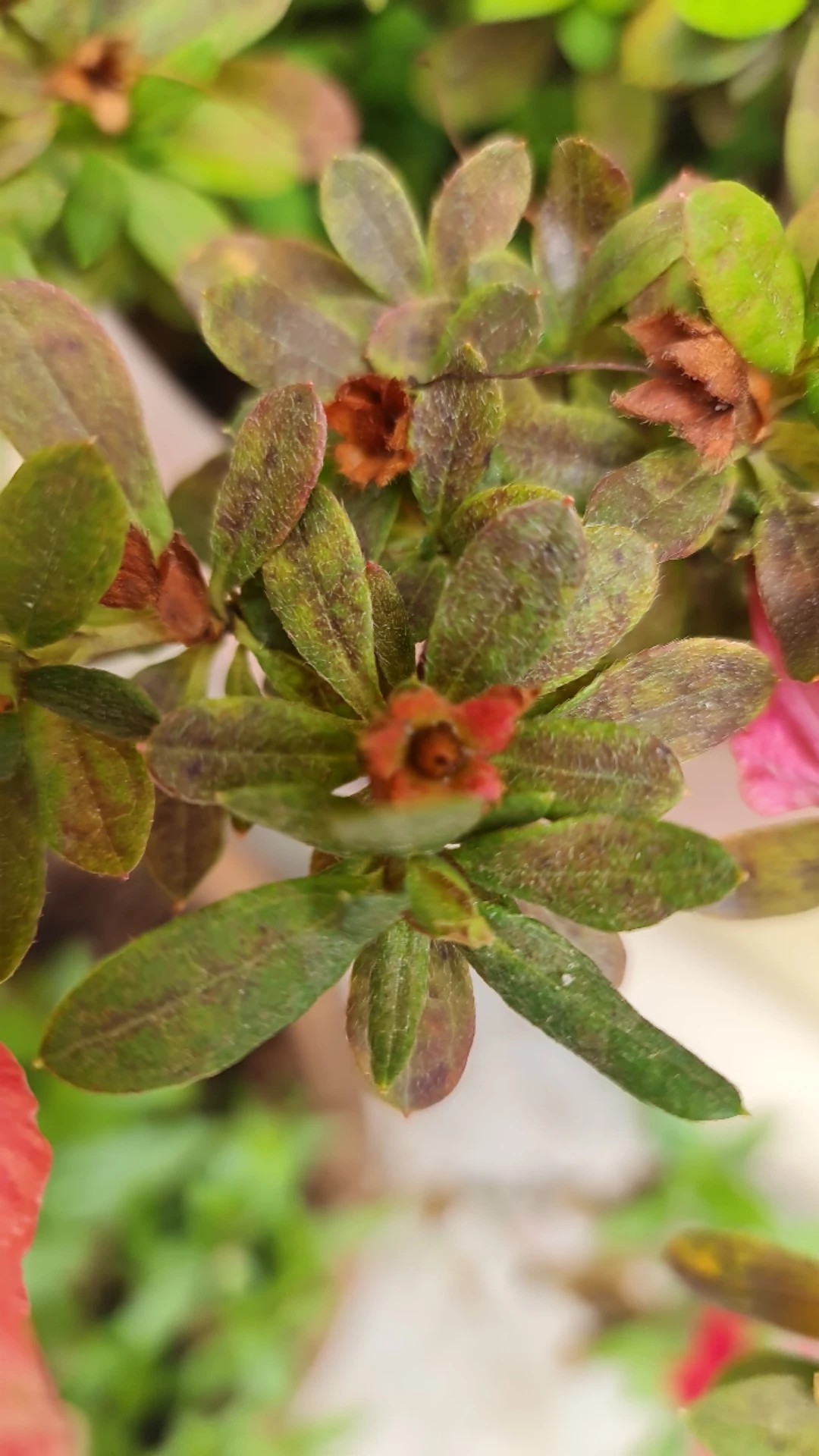 How to Treat Lace bugs Disease on Evergreen azalea?