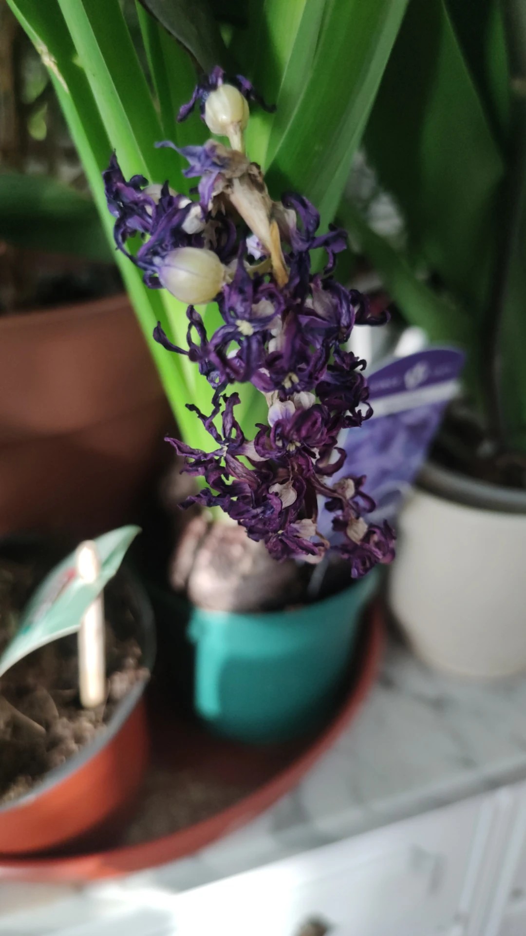 How to Treat flower wilting Disease on Common hyacinth?