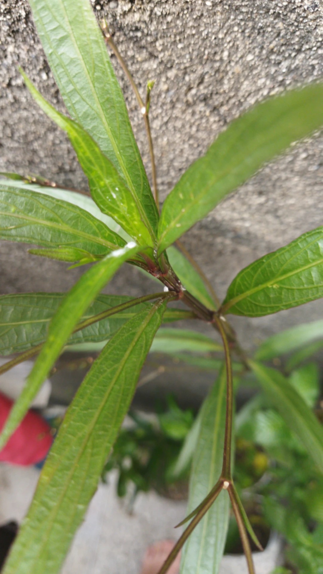 How to Treat Mealybugs Disease on Mexican petunia?