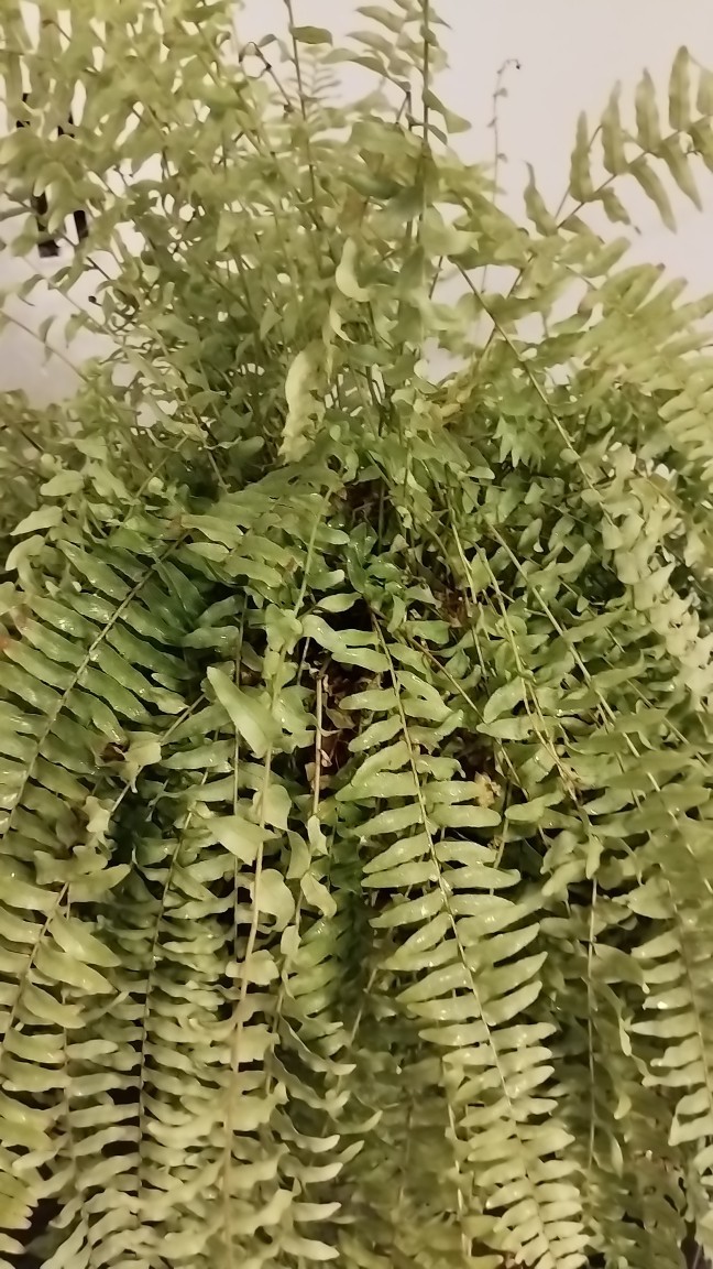 How to Treat Brown blotch Disease on Boston fern?