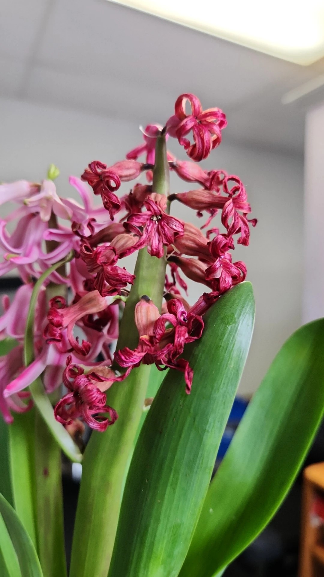 How to Treat flower wilting Disease on Common hyacinth?