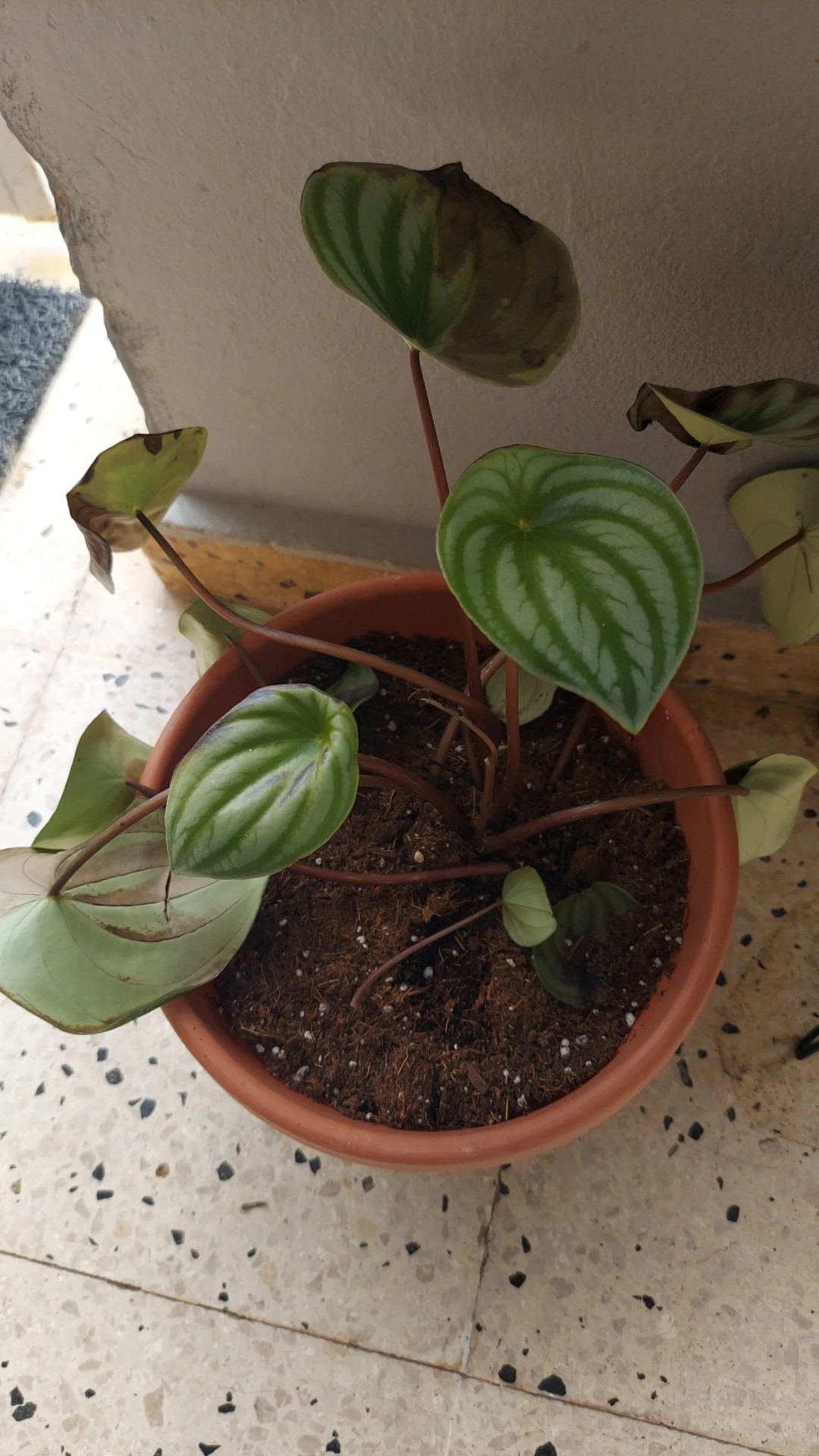 How to Treat Wilting Disease on Watermelon peperomia?