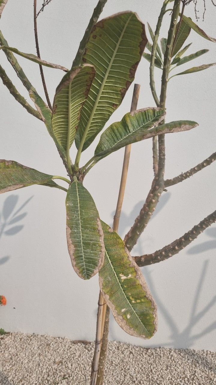 How to Treat Brown blotch Disease on Red frangipani?