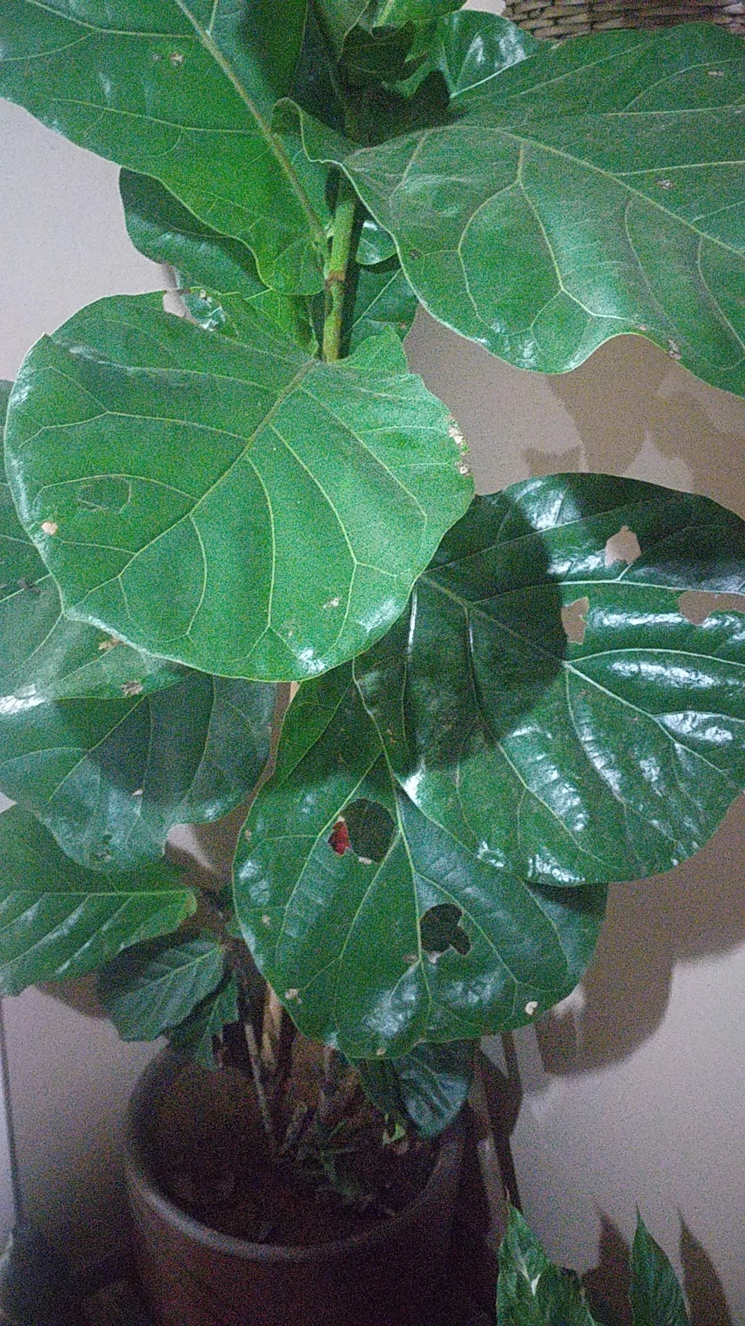 How to Treat Caterpillars Disease on Fiddle-leaf fig?